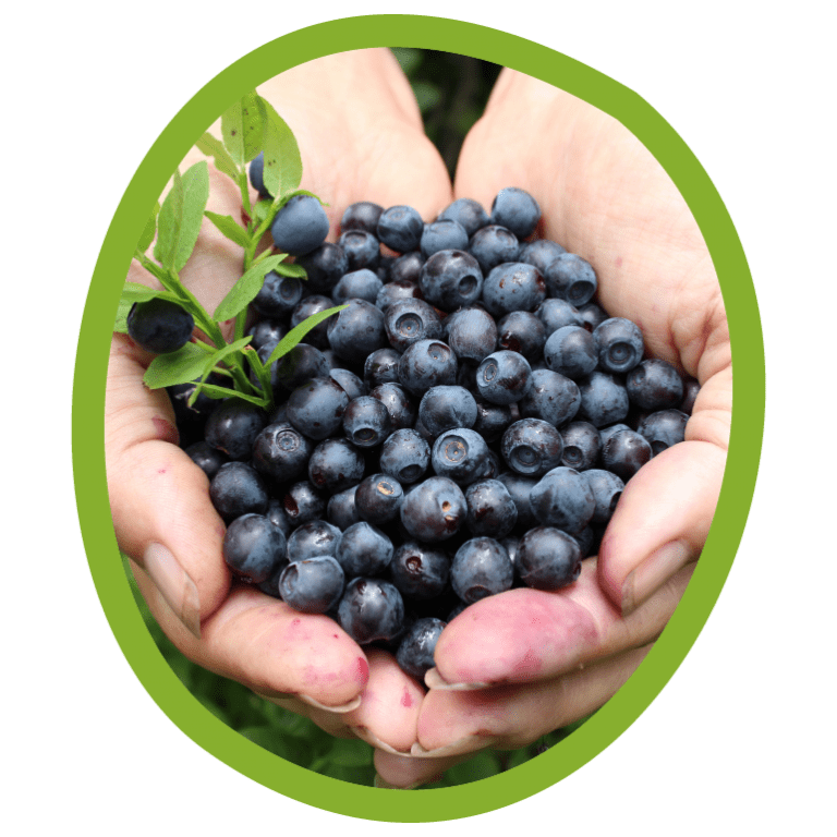 Bl'oo'berries – The fruit that makes you go 'oo'