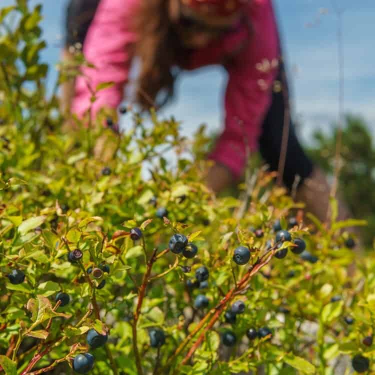 Grow Your Own – Bl'oo'berries