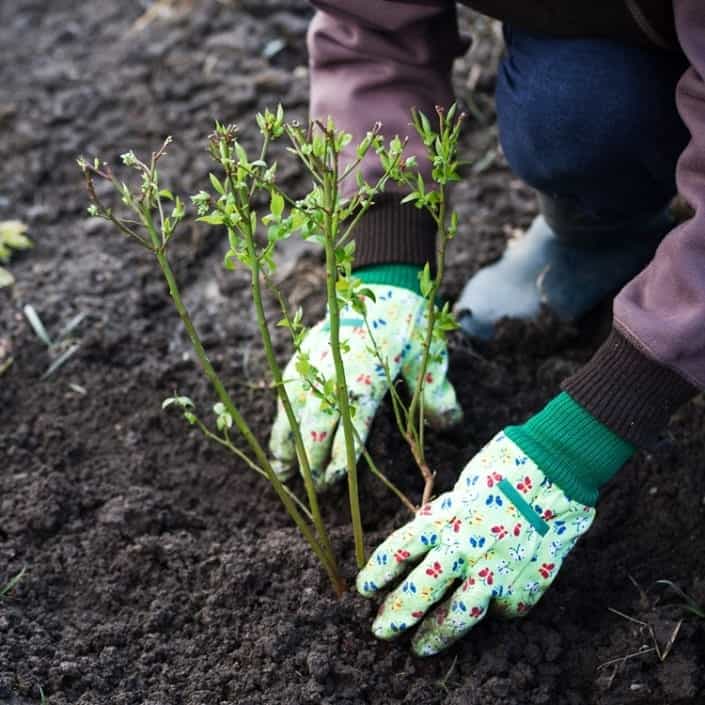 Grow Your Own – Bl'oo'berries